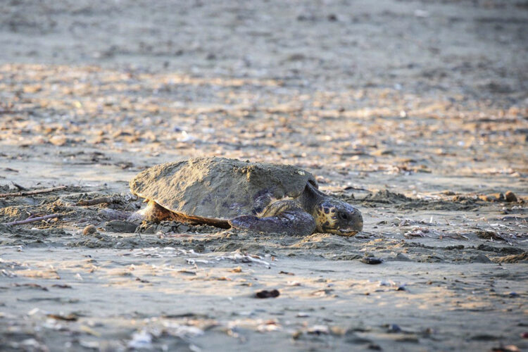 Sea turtles make big comeback on sandy beaches at two British military ...
